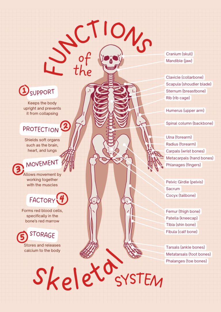 Skeletal System - Bishtedition.com
