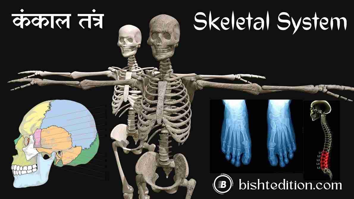 Skeletal System - Bishtedition.com