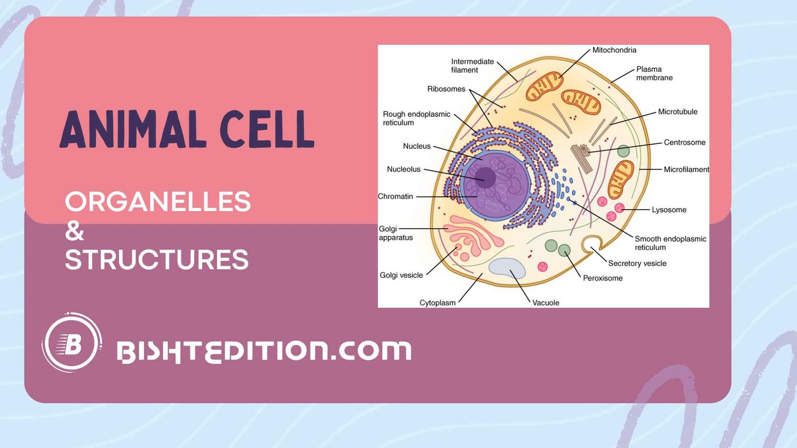Animal Cell And Its Organelles - Bishtedition.com